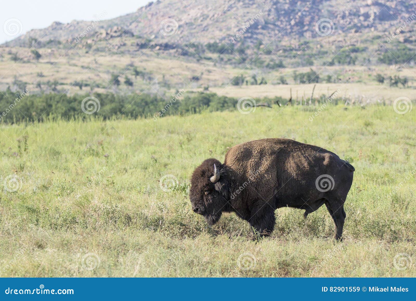 Single bull stock image. Image of grass, wichita, outdoors - 82901559