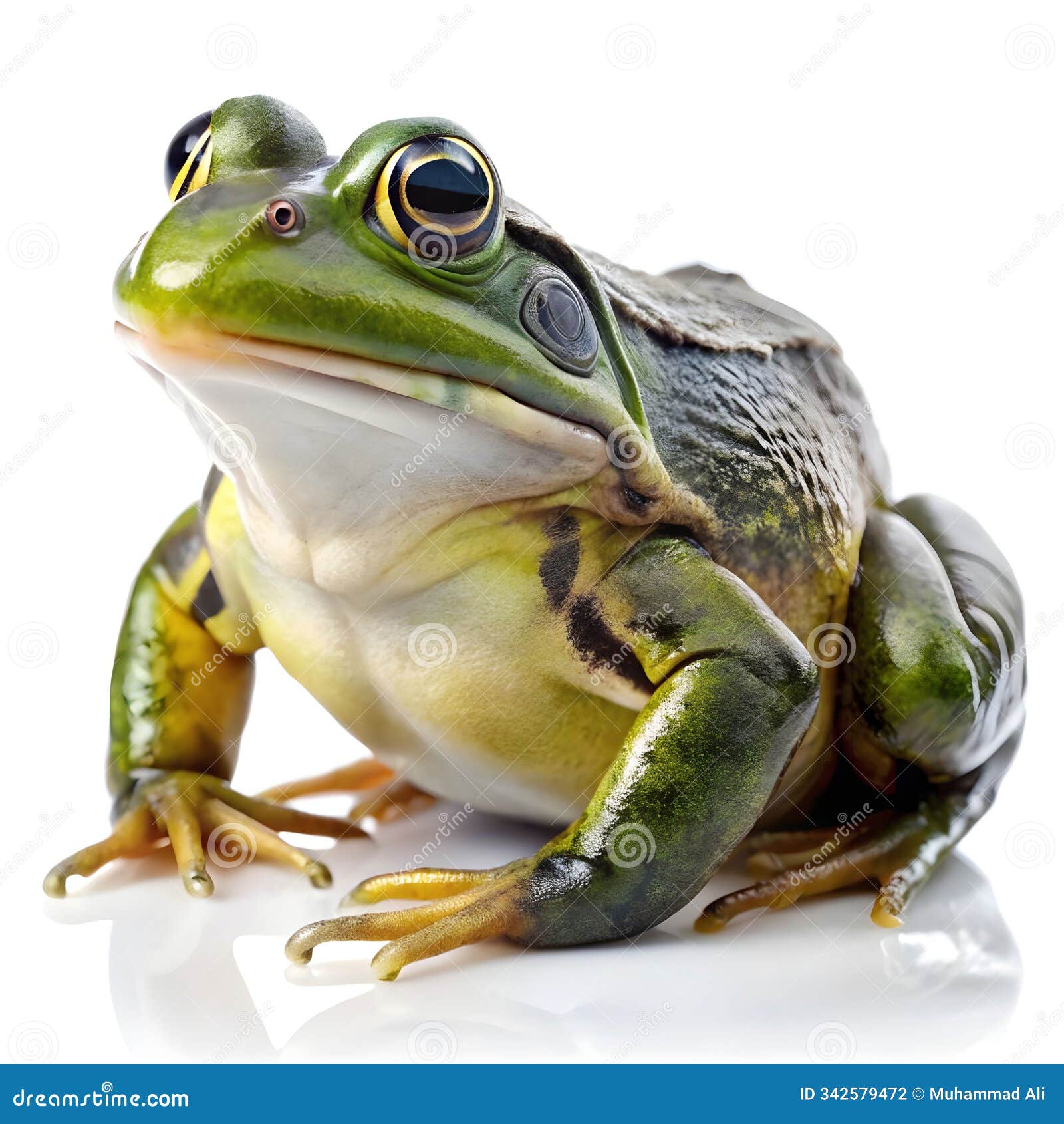 Single Bullfrog Isolated on a White Background with Copy Space Image ...