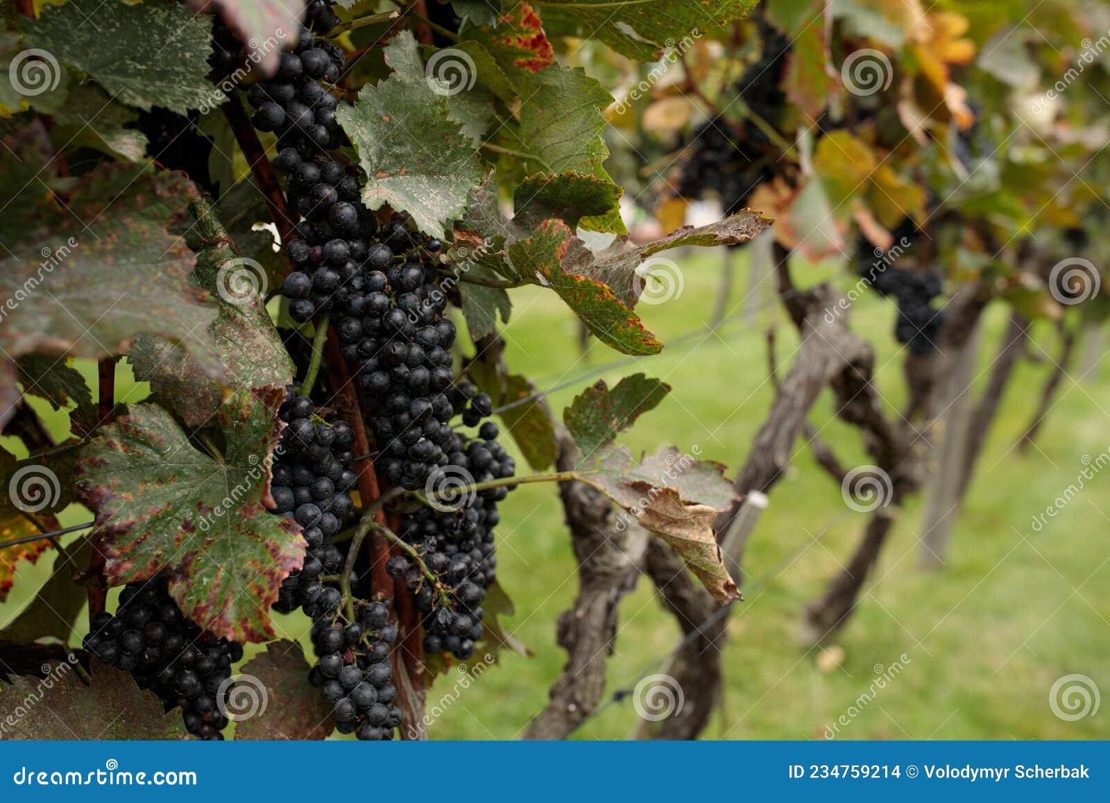 Single Bunch of Blue Grapes on Vine Stock Photo - Image of branch ...