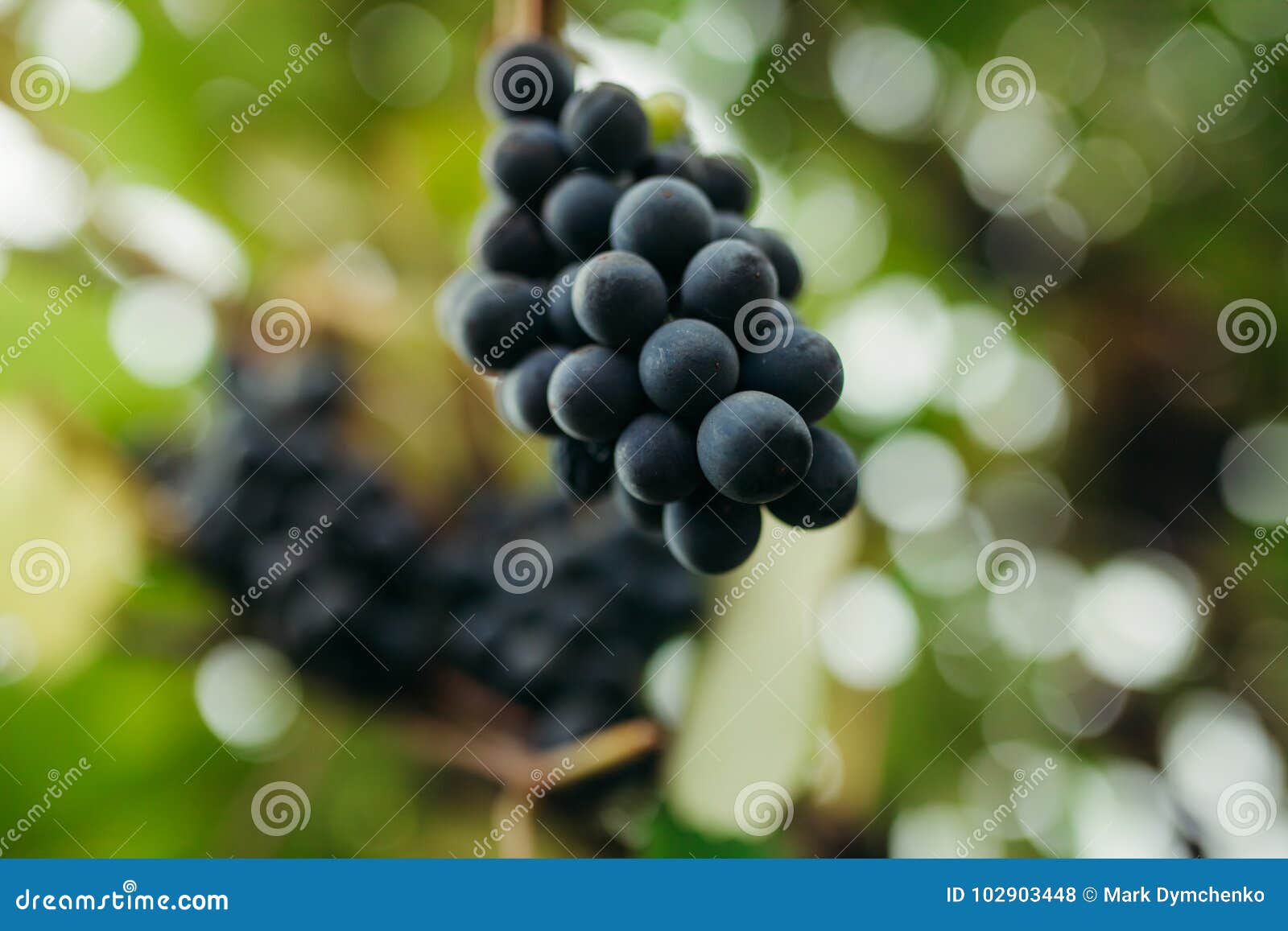 Grapes stock photo. Image of nature, dark, bunch, fruit - 102903448