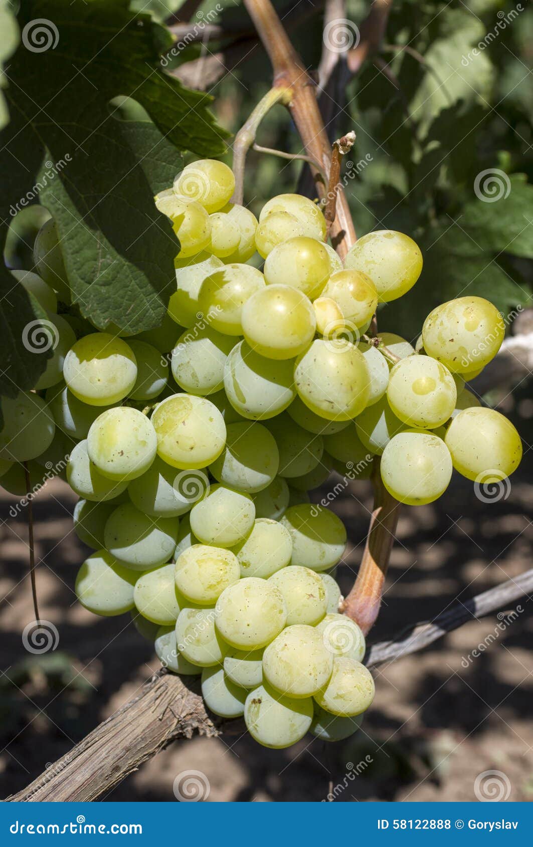 Single Bunch of Grapes on Vine Stock Photo - Image of background ...