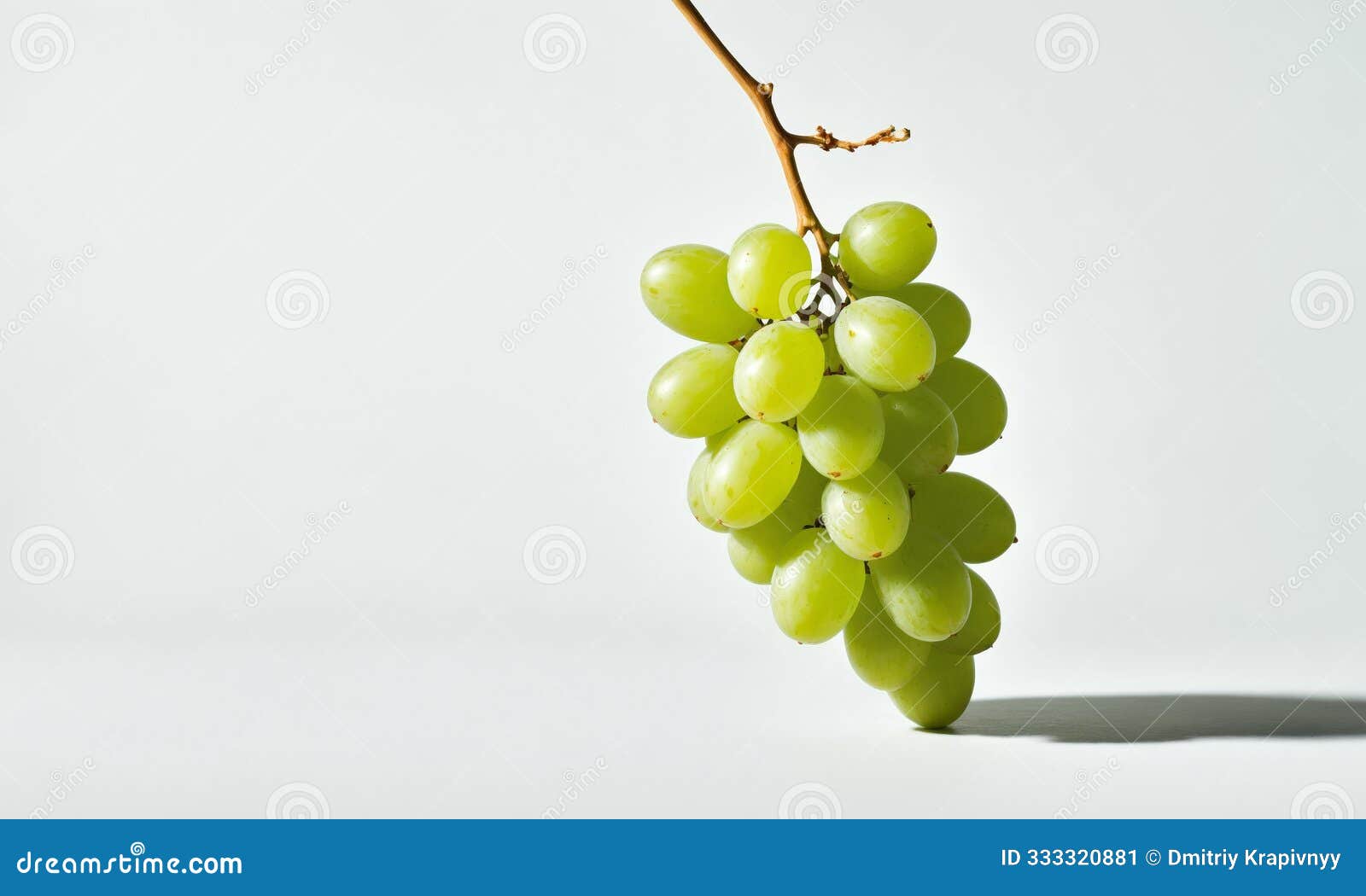 Single Bunch of Green Grapes on a White Background Stock Illustration ...