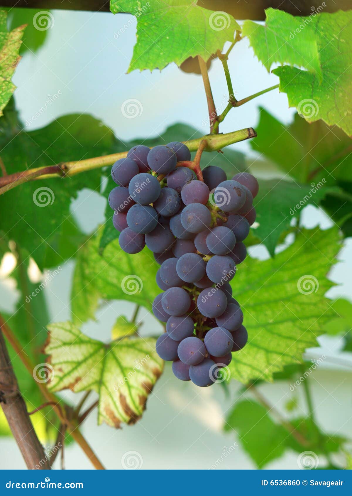 Single Bunch of Ripe Grapes on Vine Stock Photo - Image of leaves ...