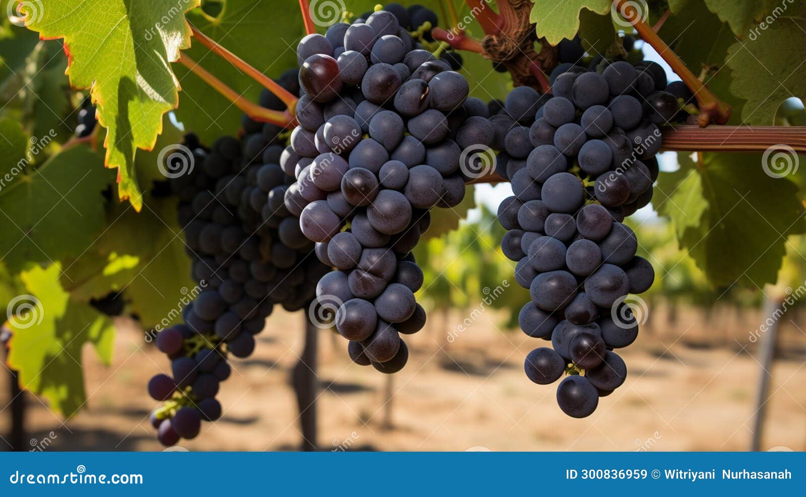Single Bunch of Shiraz Grapes on Vine. Generative Ai Stock Image ...