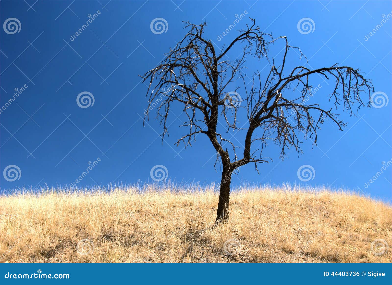 Single Burnt Tree in a Dry Landscape Stock Photo - Image of rural, dead ...