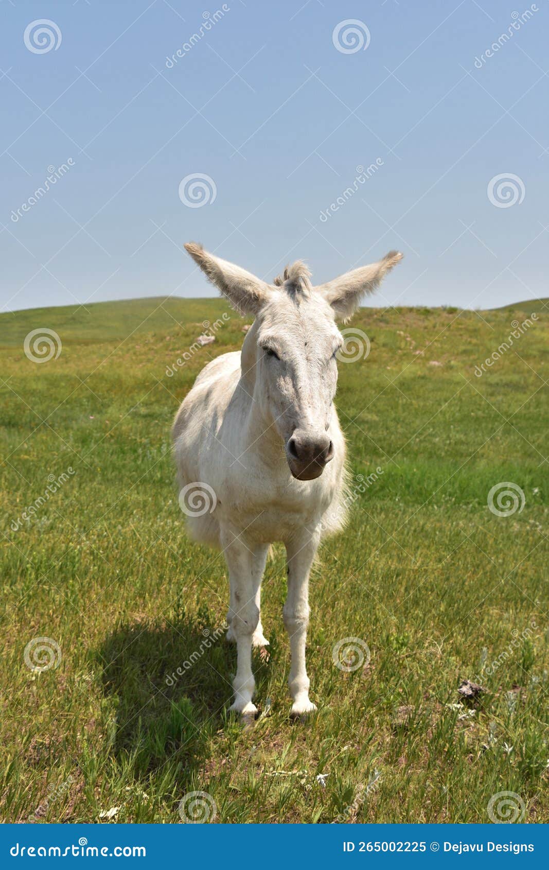 Single Burro Standing in Solitude in a Field Stock Image - Image of ...