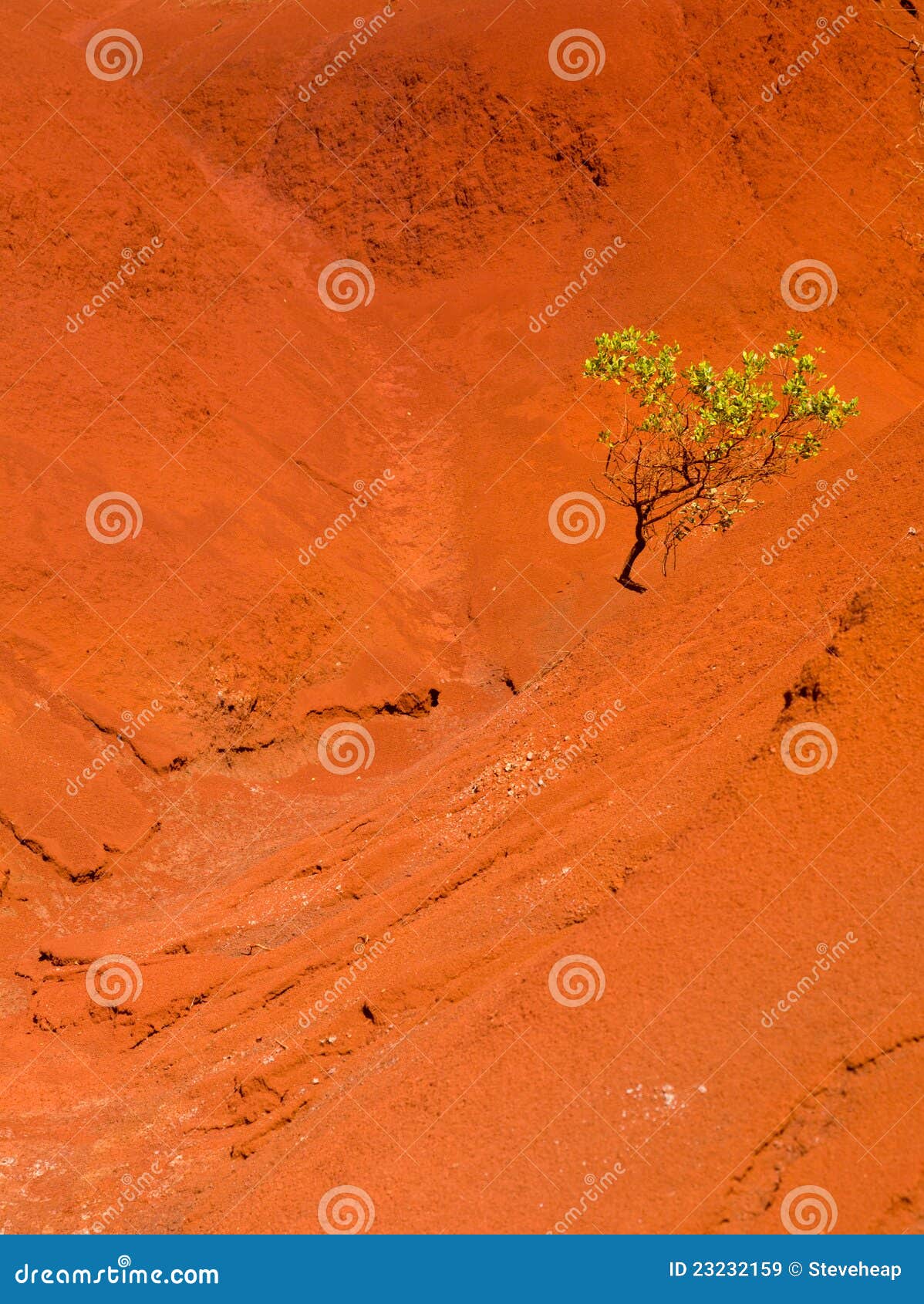 Single Bush in Dry Red Rocks Stock Image - Image of sandstone ...