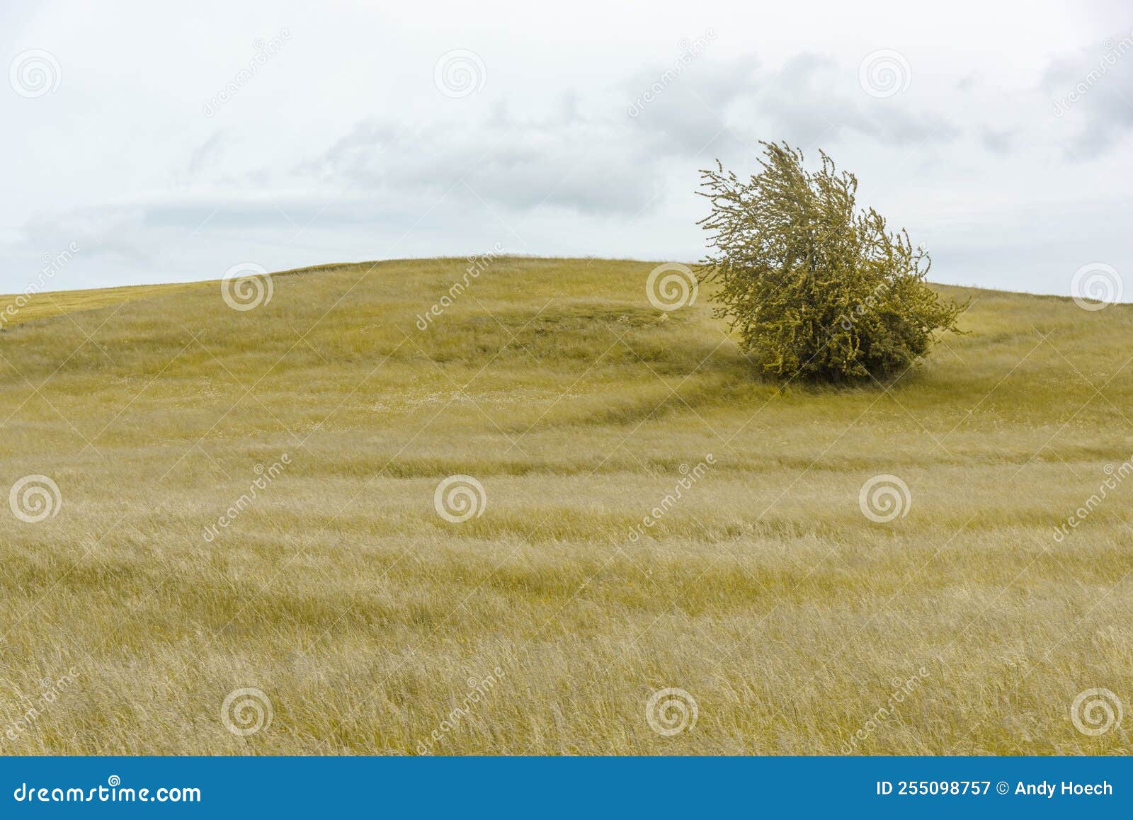 Single Bush in a Field All in Yellow Stock Image - Image of countryside ...