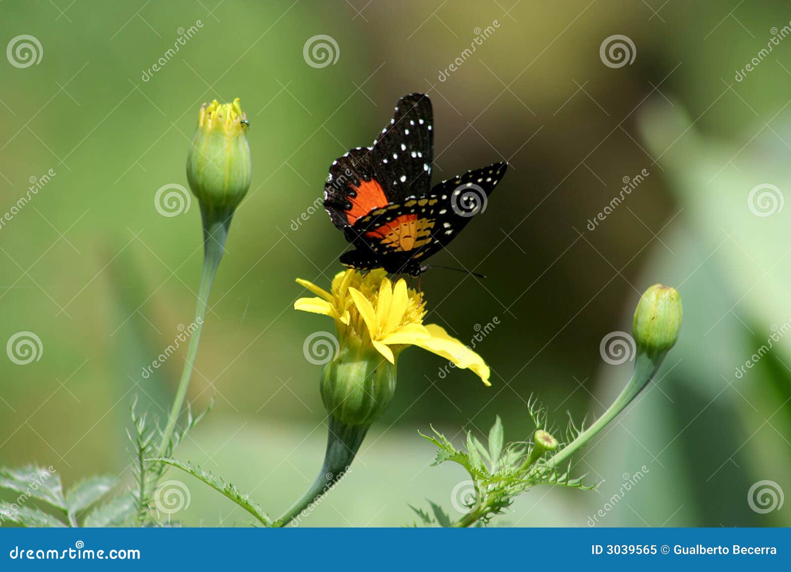 Single Butterfly stock image. Image of flowers, insect - 3039565