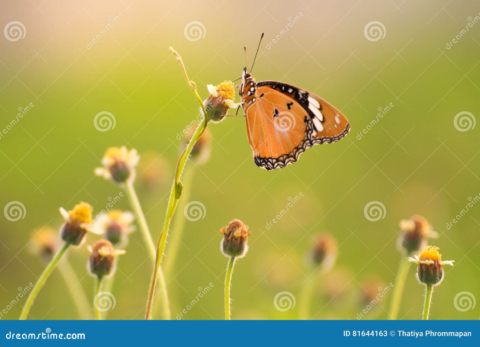 Single butterfly stock image. Image of butterfly, summer - 81644163