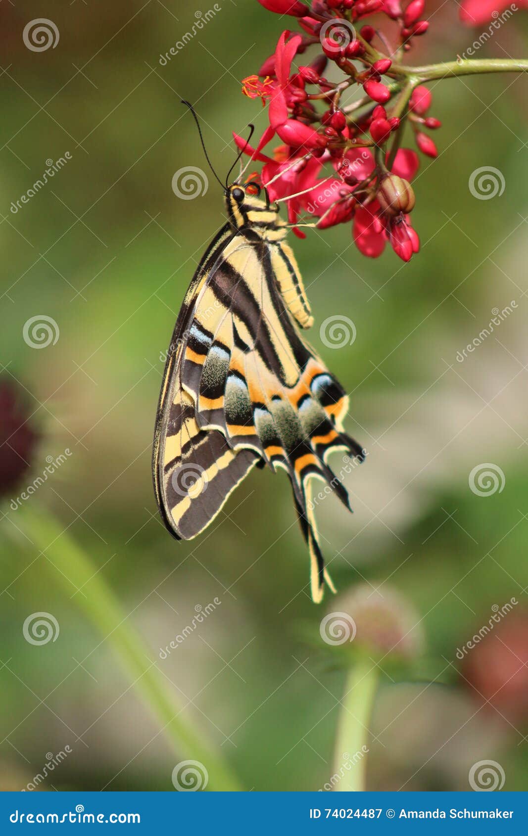 Single butterfly stock image. Image of hanging, delicate - 74024487