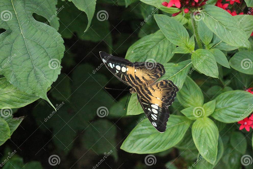 Single butterfly stock photo. Image of butterfly, single - 74024474