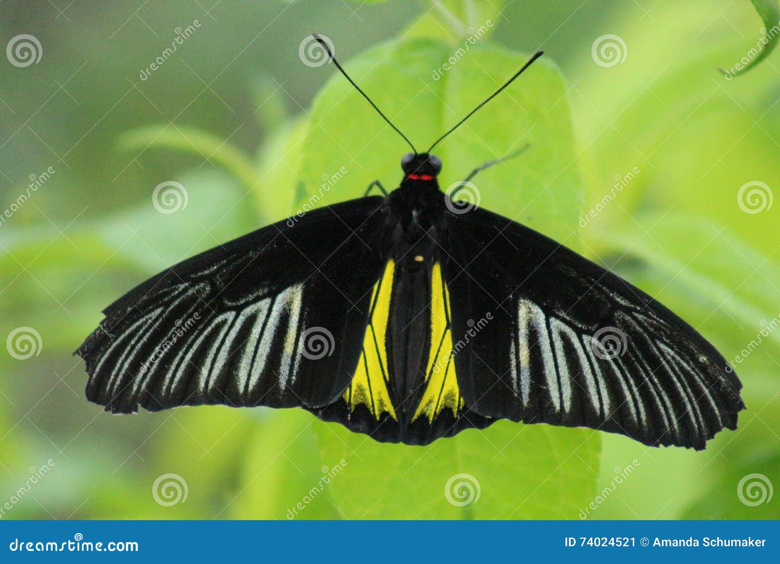 Single butterfly stock image. Image of butterfly, single - 74024521