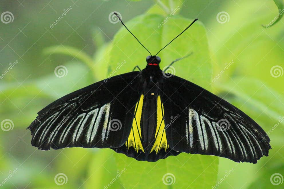 Single butterfly stock image. Image of butterfly, single - 74024521