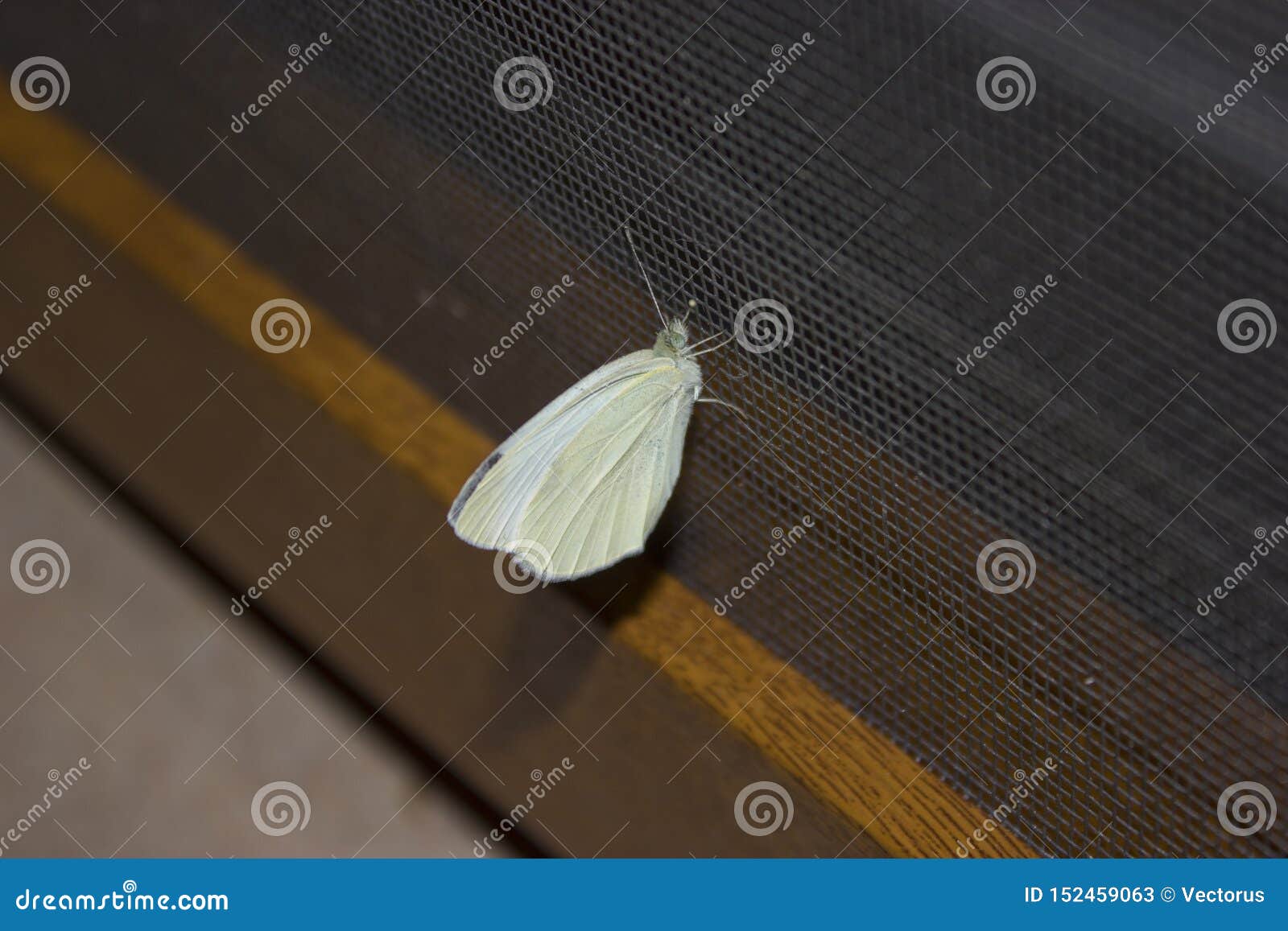 Single Butterfly on a Fly Wire Stock Image - Image of macro, yellow ...
