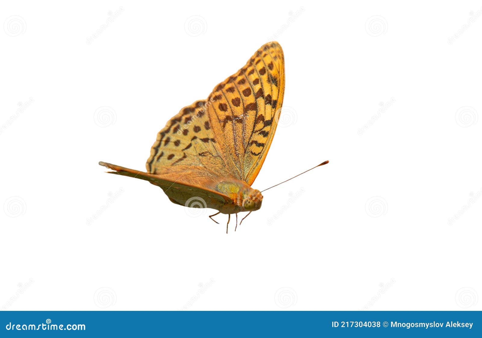 Single Butterfly Flying on White Background Stock Photo - Image of ...