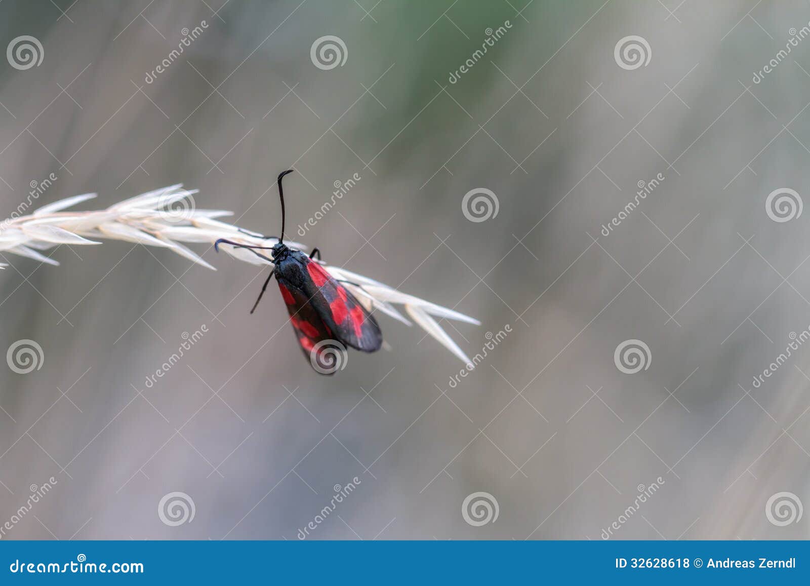 Single Butterfly on an Isolated Spike Stock Photo - Image of single ...