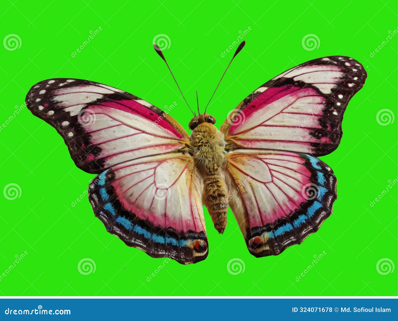 Single Butterfly Nature Color Rendered One Background Stock Photo ...