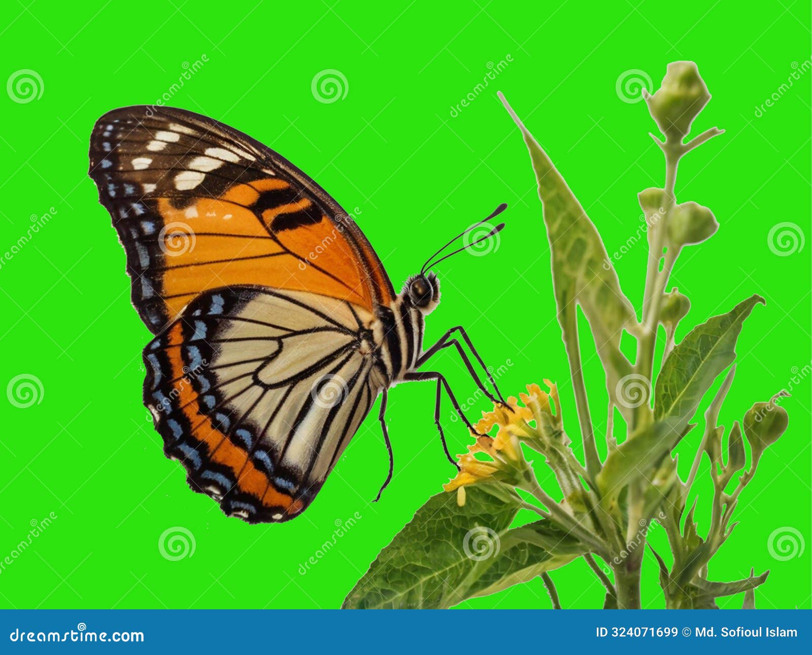 Single Butterfly Nature Color Rendered Stock Image - Image of ...