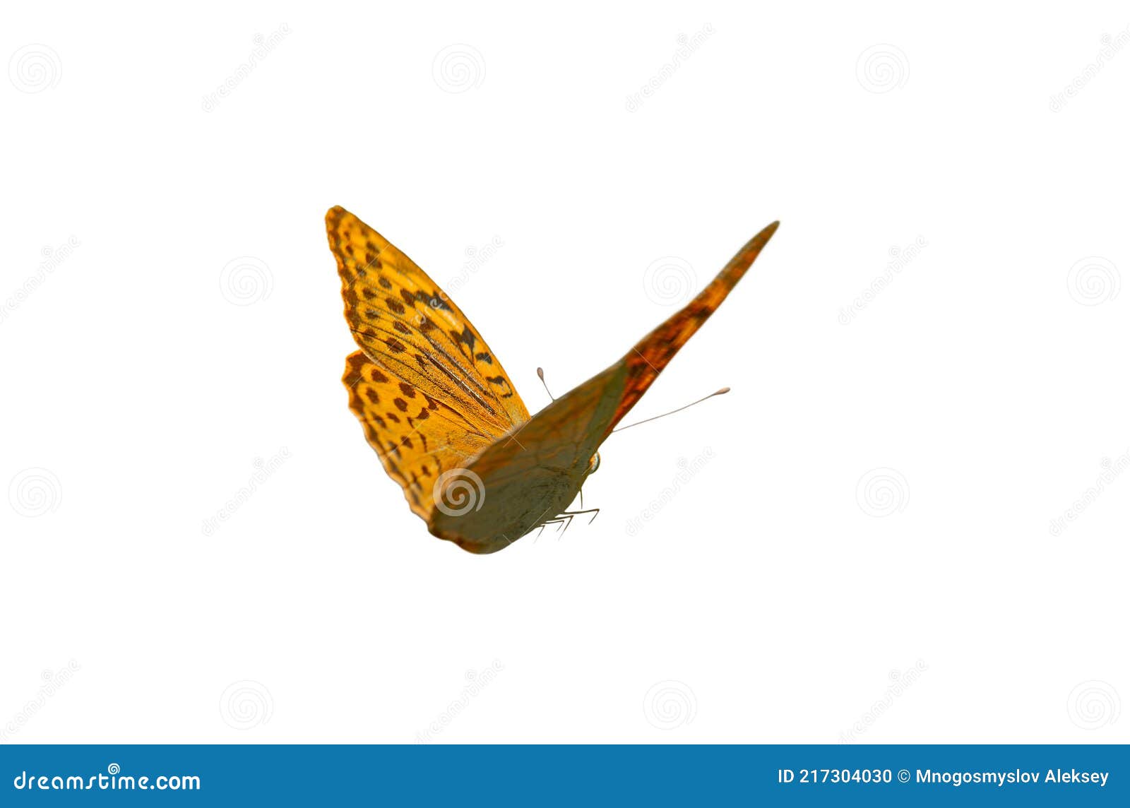 Single Butterfly on White Background Stock Photo - Image of cutout ...