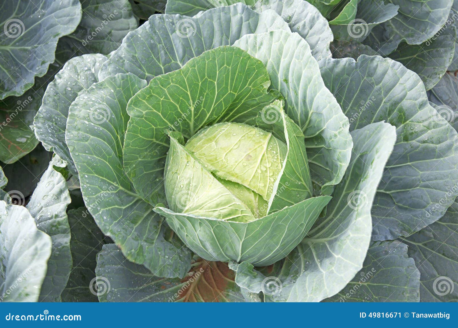 Single Cabbage Ready for Harvesting Stock Image - Image of fruit, color ...
