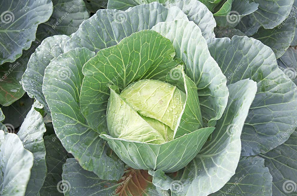 Single Cabbage Ready for Harvesting Stock Image - Image of fruit, color ...