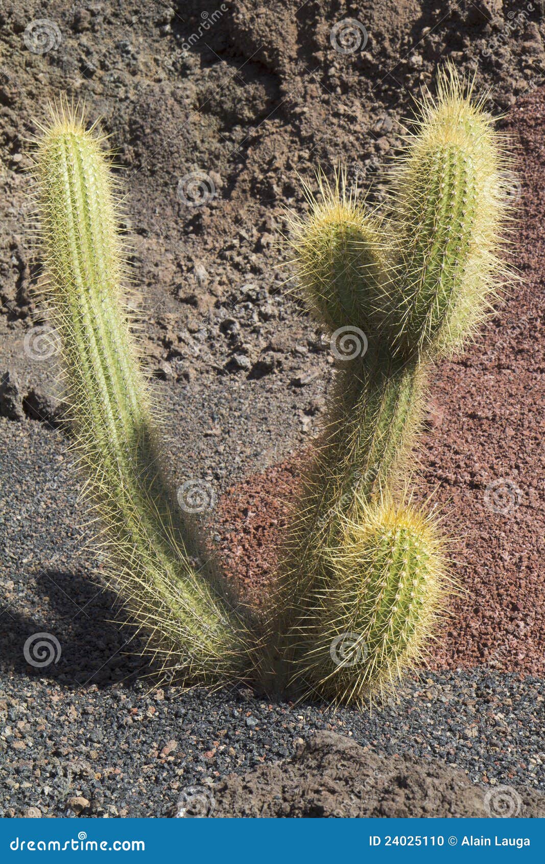 Single cactus stock photo. Image of branch, plant, thorn - 24025110