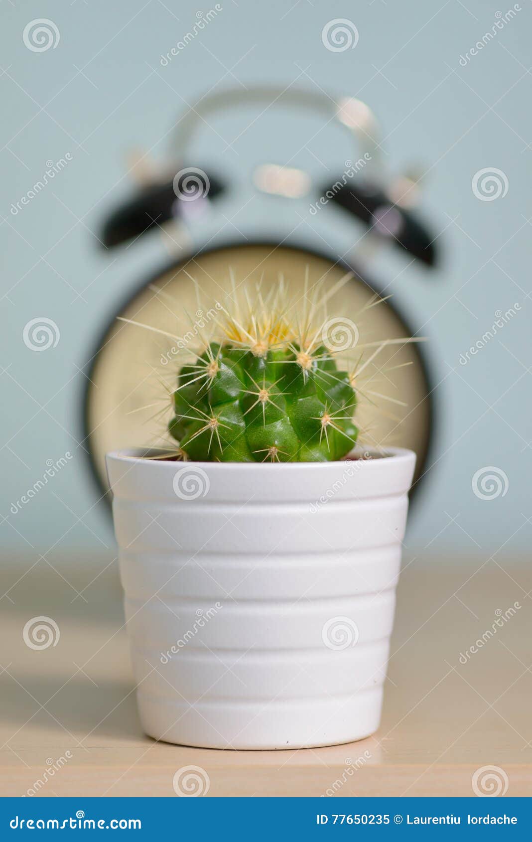 Single Cactus and Alarm Clock Stock Image - Image of decorative, flower ...