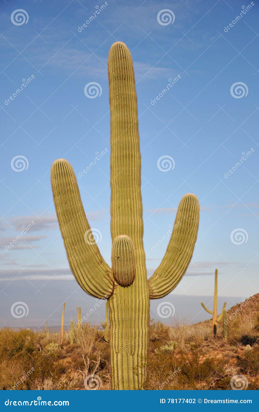 Single Cactus Arizona Desert Stock Photo - Image of needles, desolate ...