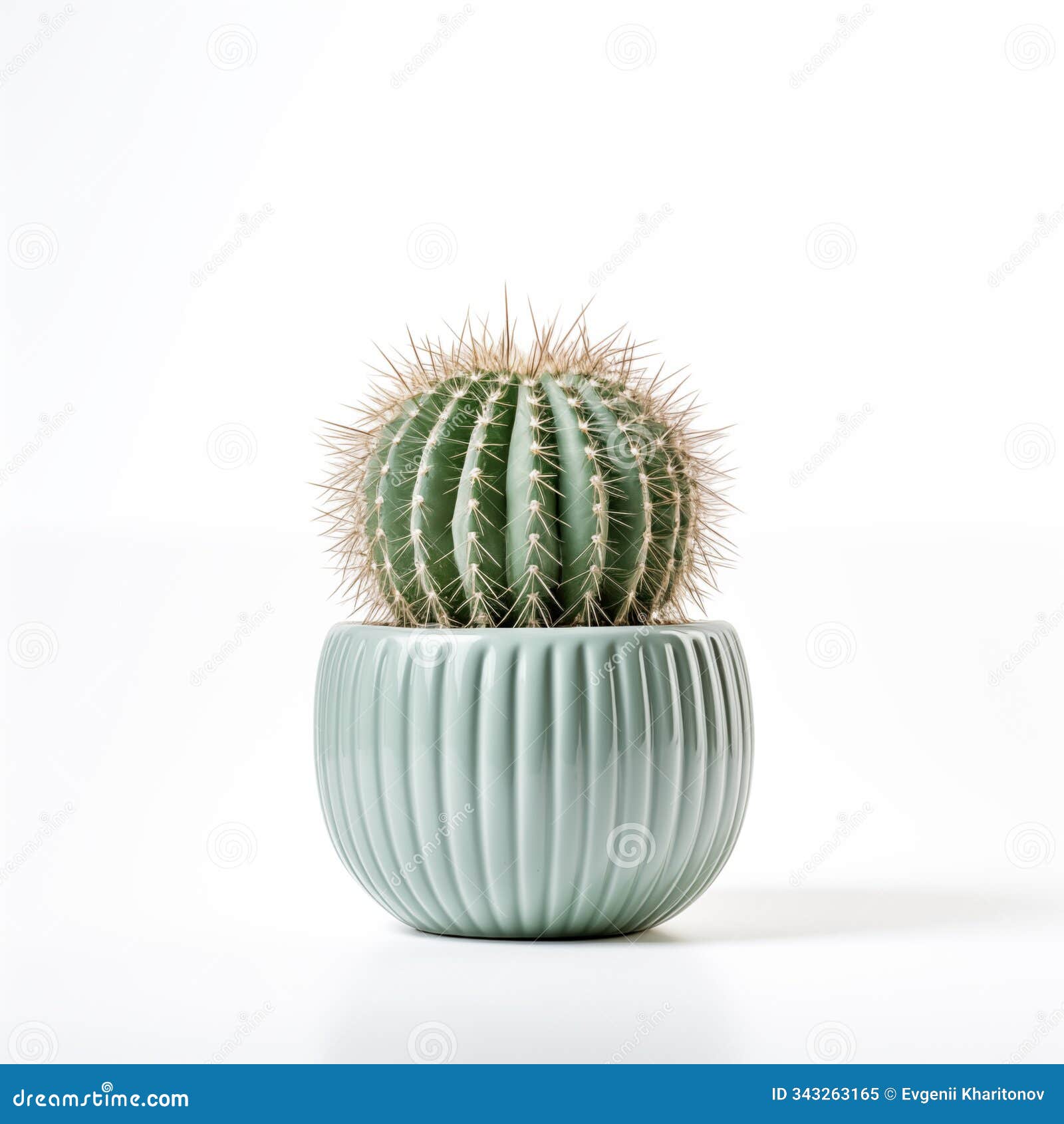 Single Cactus in a Blue Pot on a White Background Stock Illustration ...
