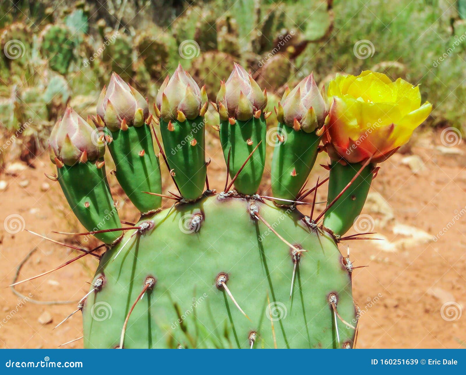 A Single Cactus Flower Blooming in a Row of Buds Stock Image - Image of ...