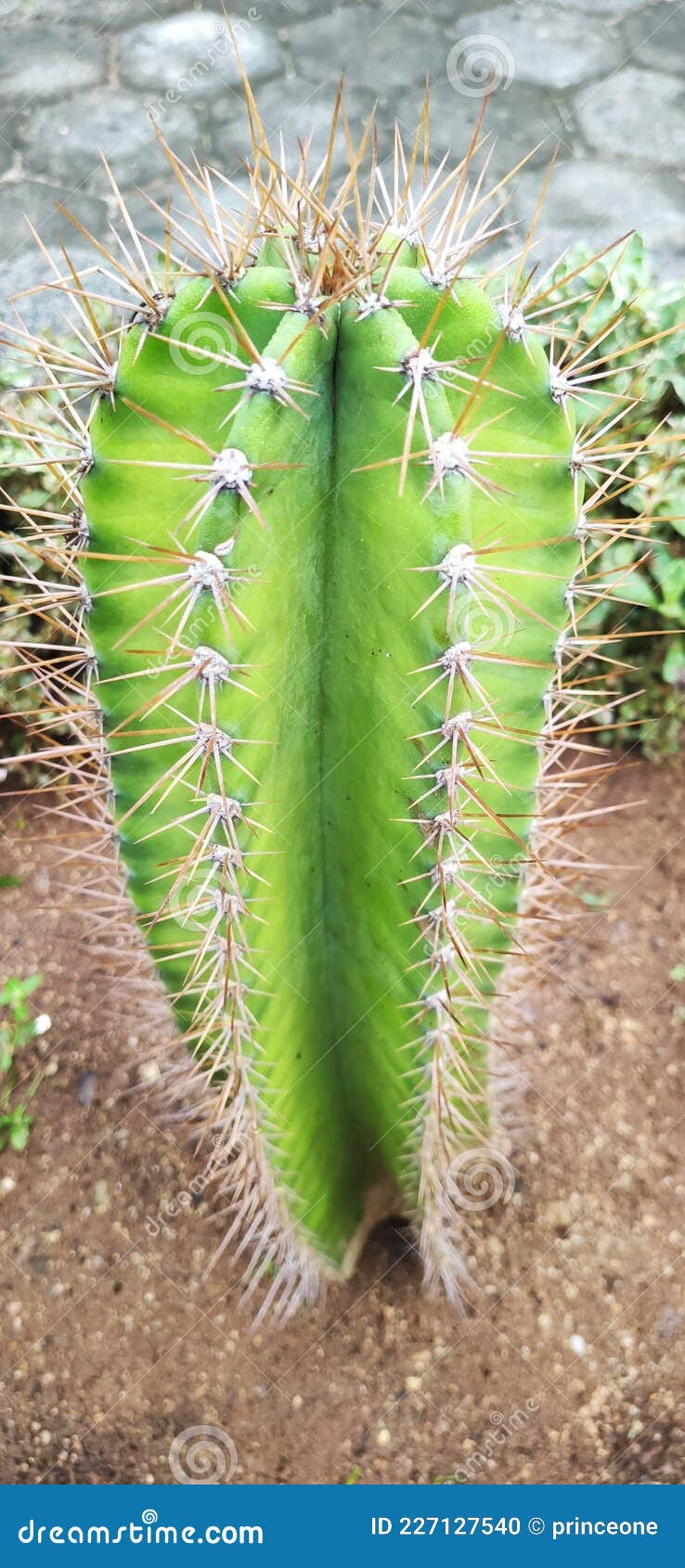 Single Cactus in the Garden, Alone Stock Photo - Image of garden, leaf ...