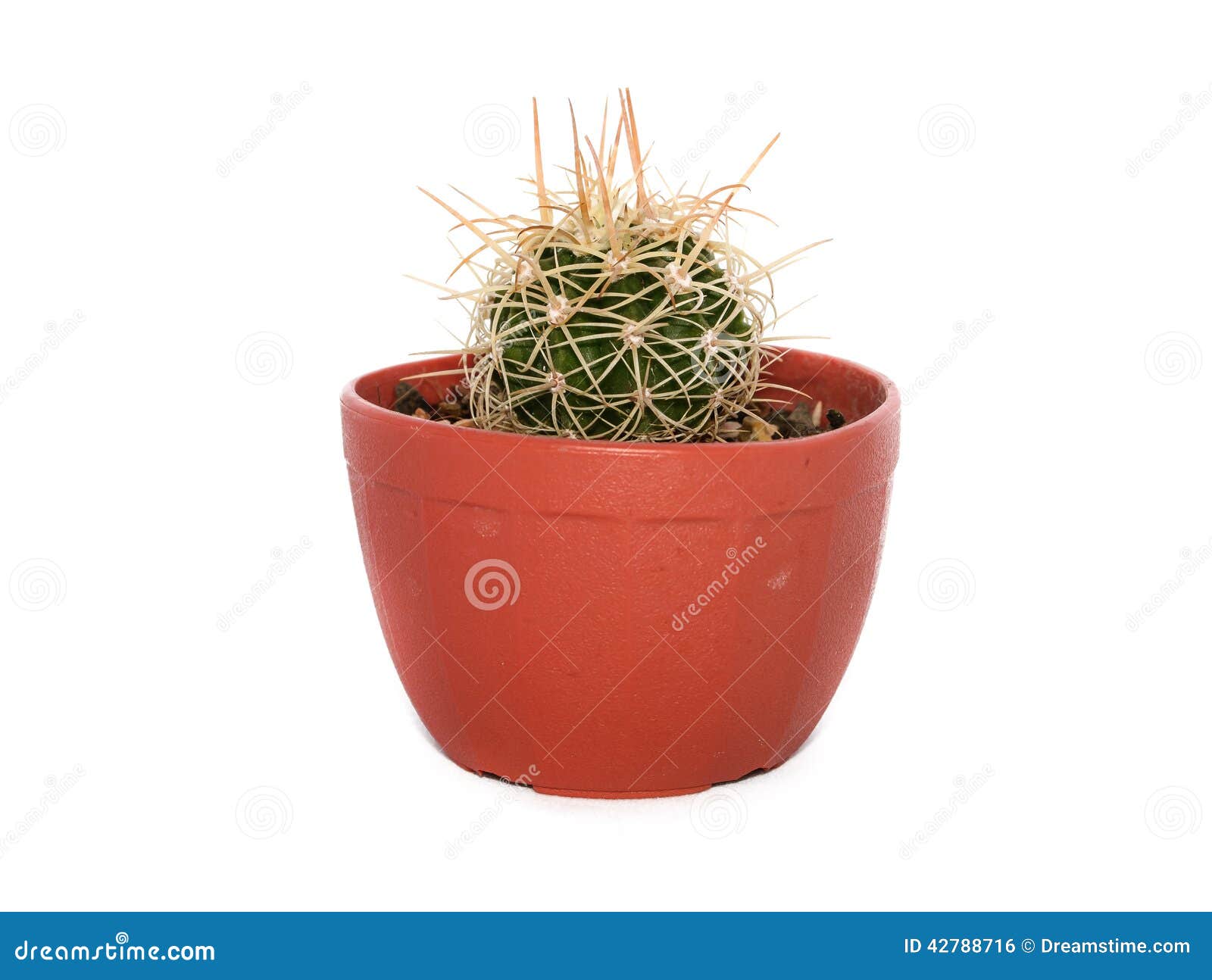 Single Cactus stock photo. Image of succulent, single - 42788716