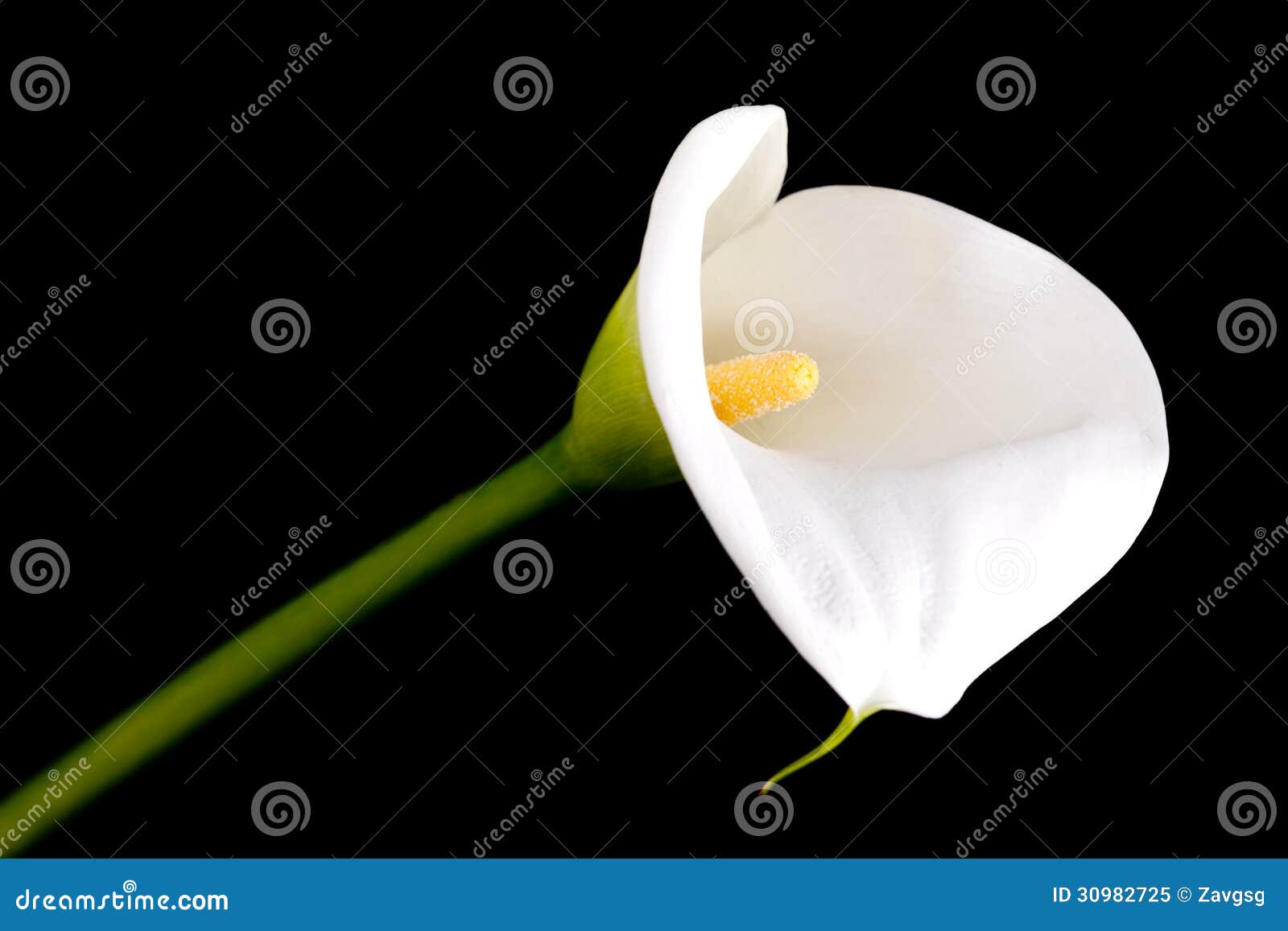 Single calla lily stock image. Image of elegant, black - 30982725