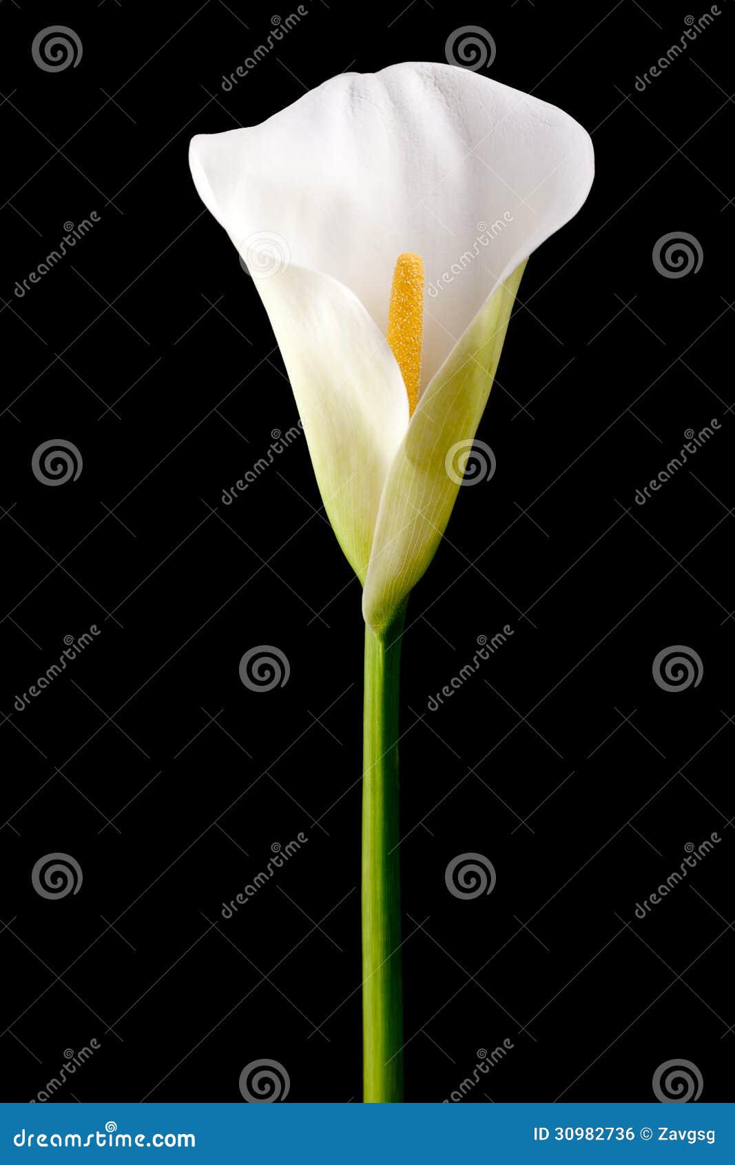 Single calla lily stock photo. Image of black, flower - 30982736