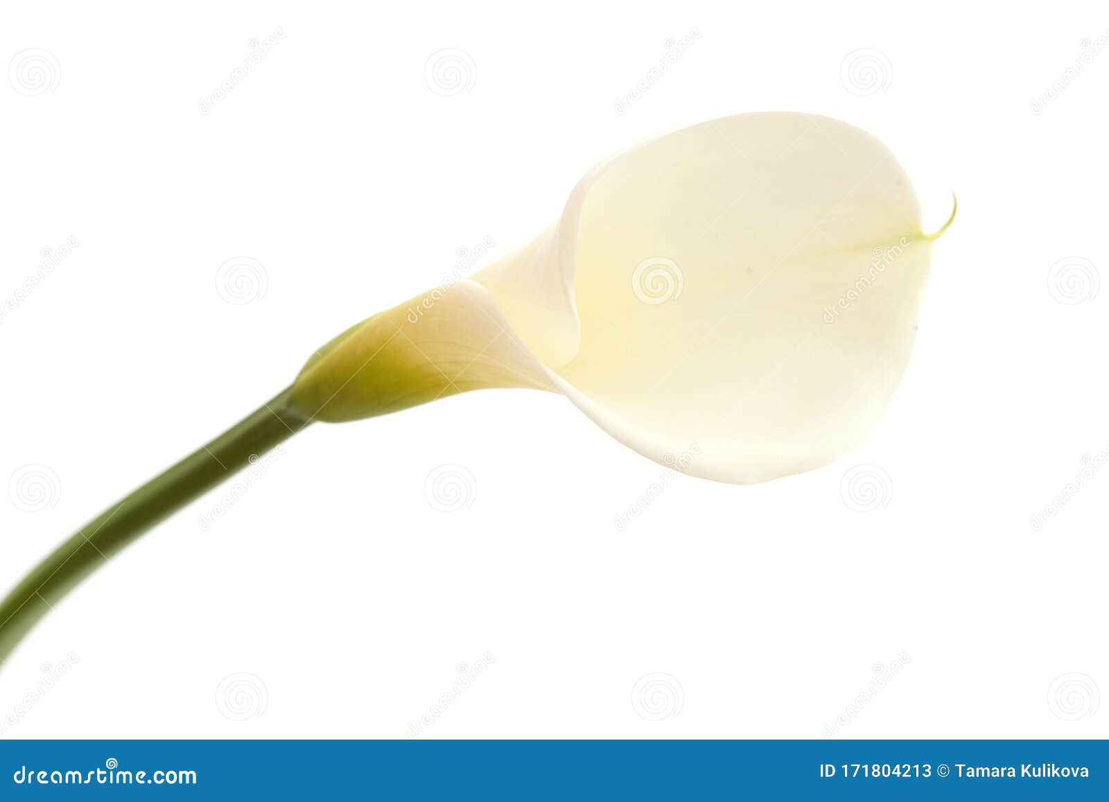 Single calla lily stock image. Image of flower, beautiful - 171804213