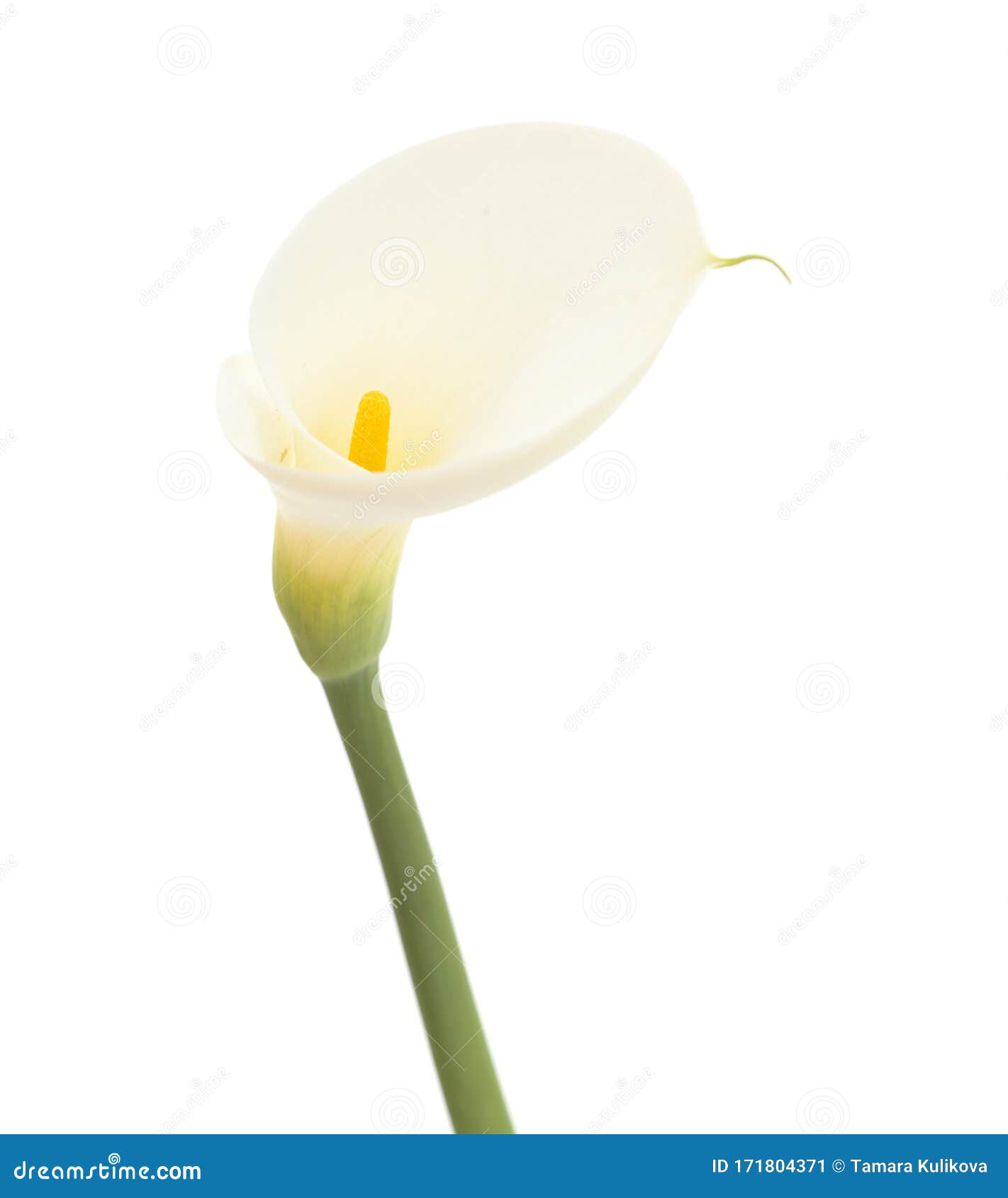 Single calla lily stock image. Image of lily, false - 171804371