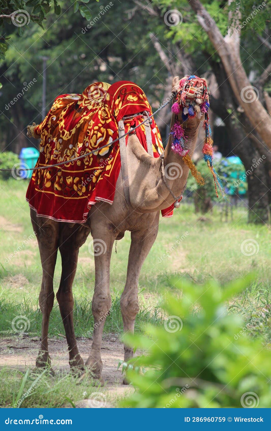 Single Camel in a Field with Vibrant Multicolored Decorations Draped ...