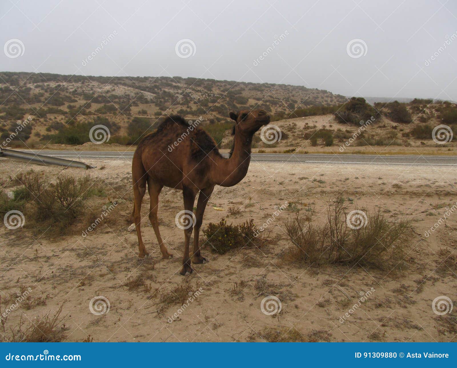 Single camel. stock photo. Image of camel, dune, beautiful - 91309880