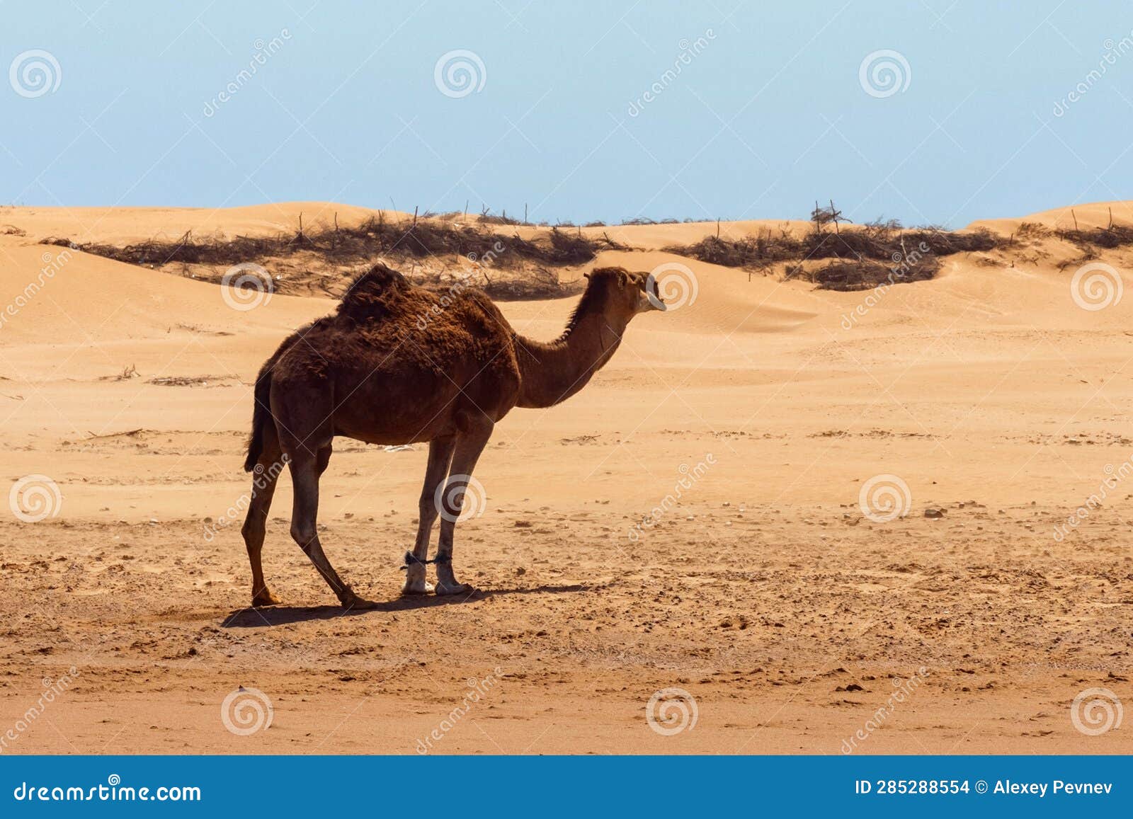 Single Camel Stands on the Sand in a Hot African Desert Area Stock ...