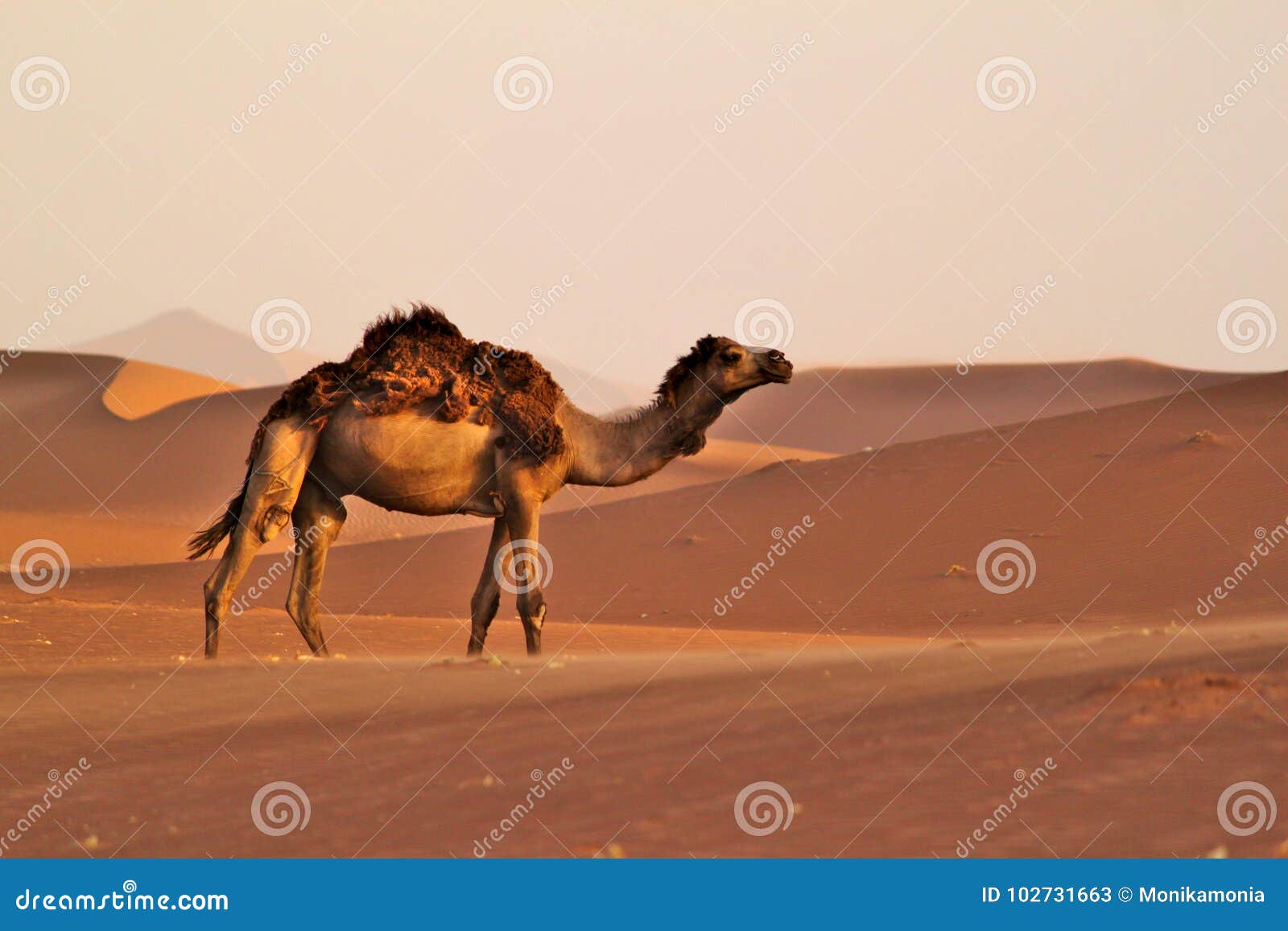 Single Camel Walking on Dunes on a Desert Stock Image - Image of egypt ...