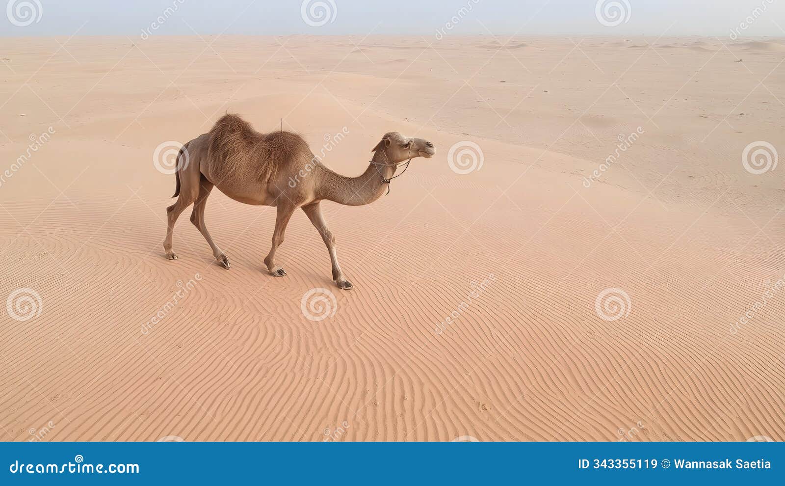 A Single Camel Walking through a Vast Desert. Stock Image - Image of ...
