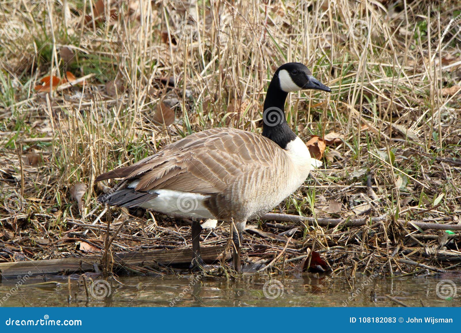 Single Canada Goose Standing at the Waters Edge Stock Image - Image of ...