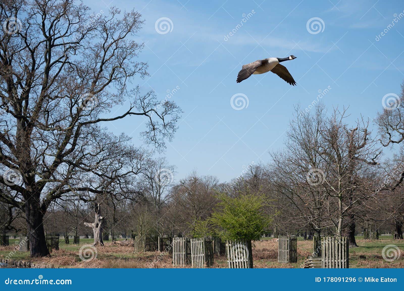 A Single Canadian Goose in Flight Stock Photo - Image of large, soar ...
