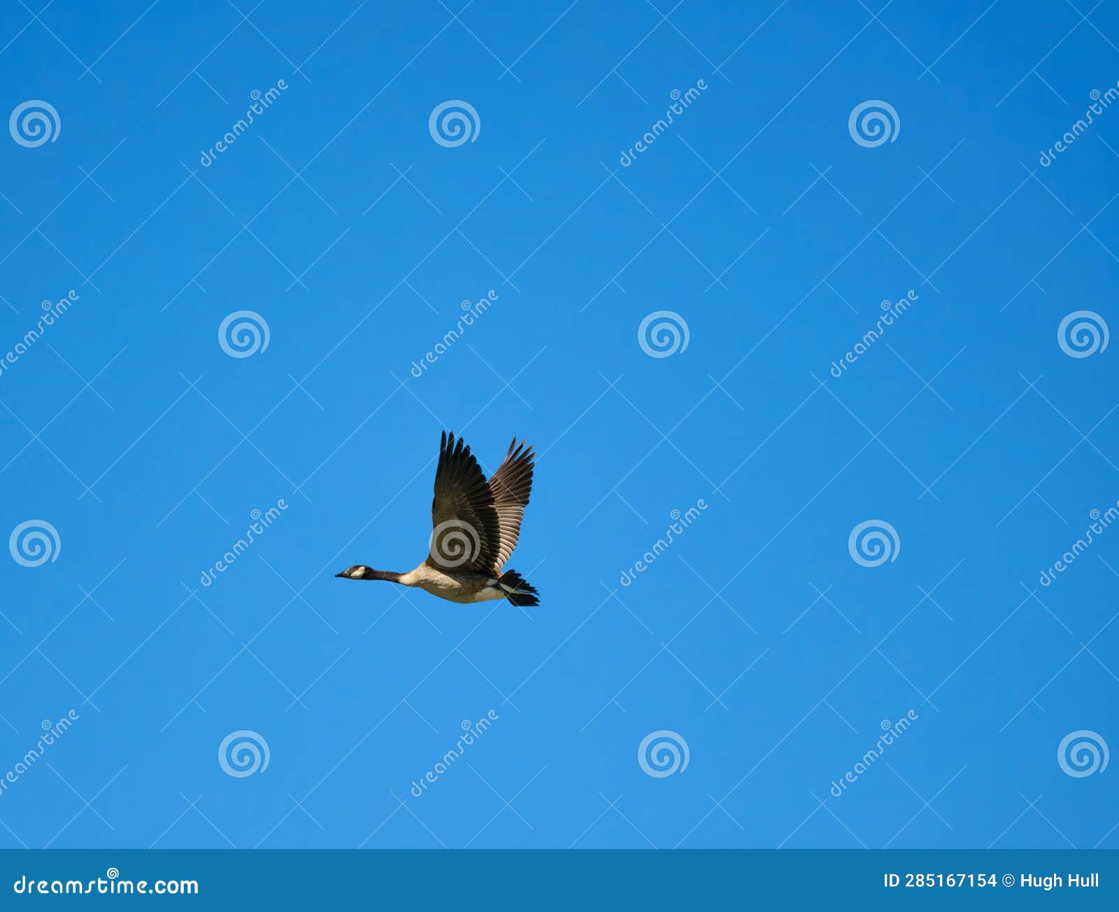 Single Canadian Goose in Flight Stock Photo - Image of alone, soaring ...