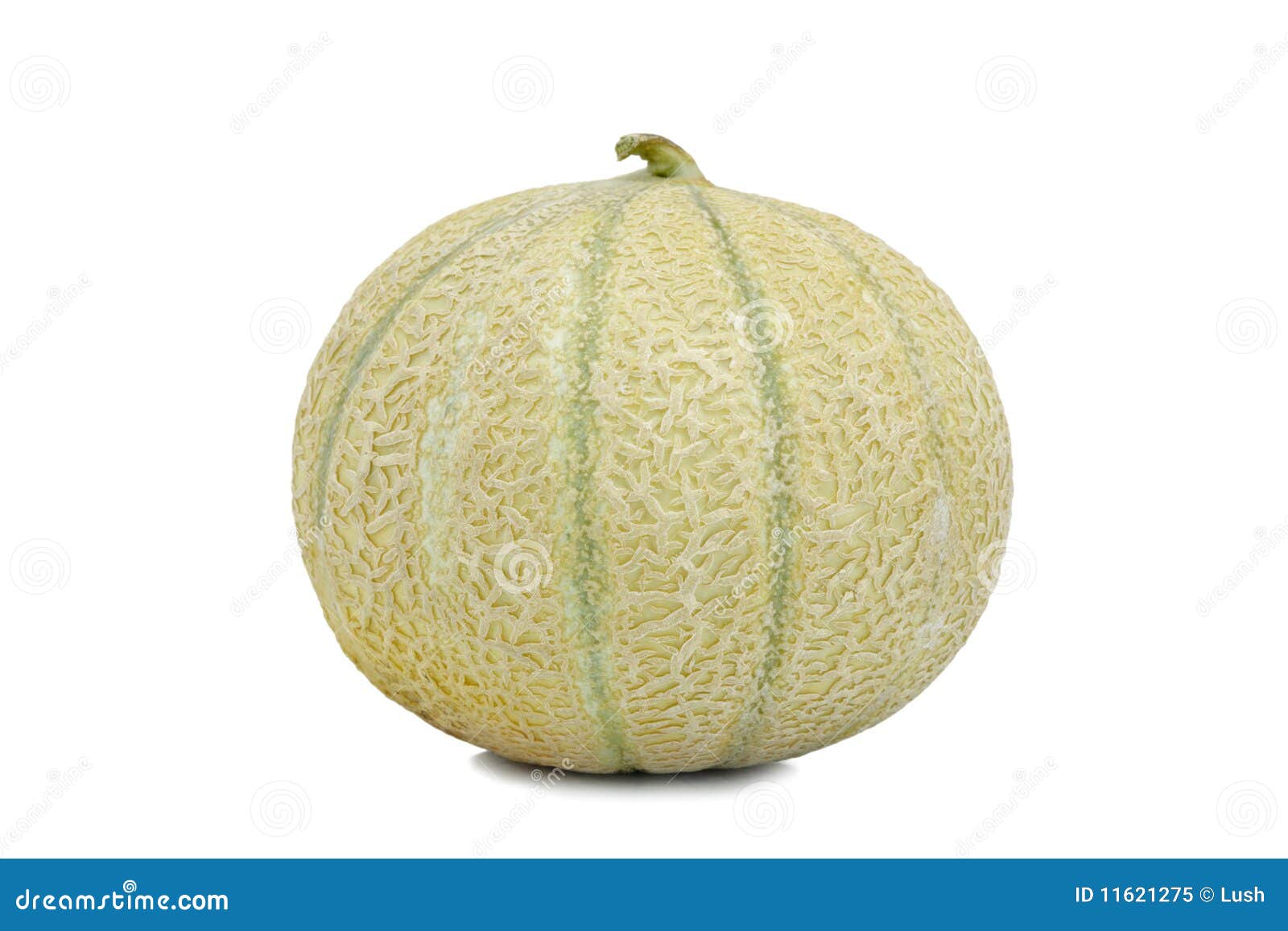 Single Cantaloupe Muskmelon Royalty-Free Stock Photography ...