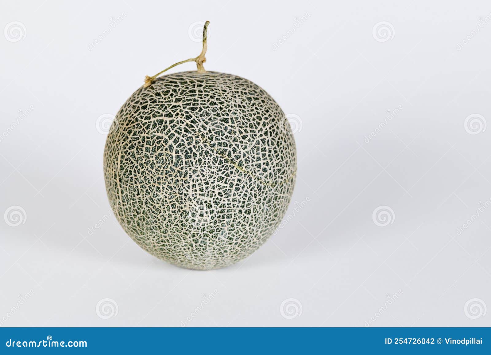 Single Cantaloupe Muskmelon Royalty-Free Stock Photography ...