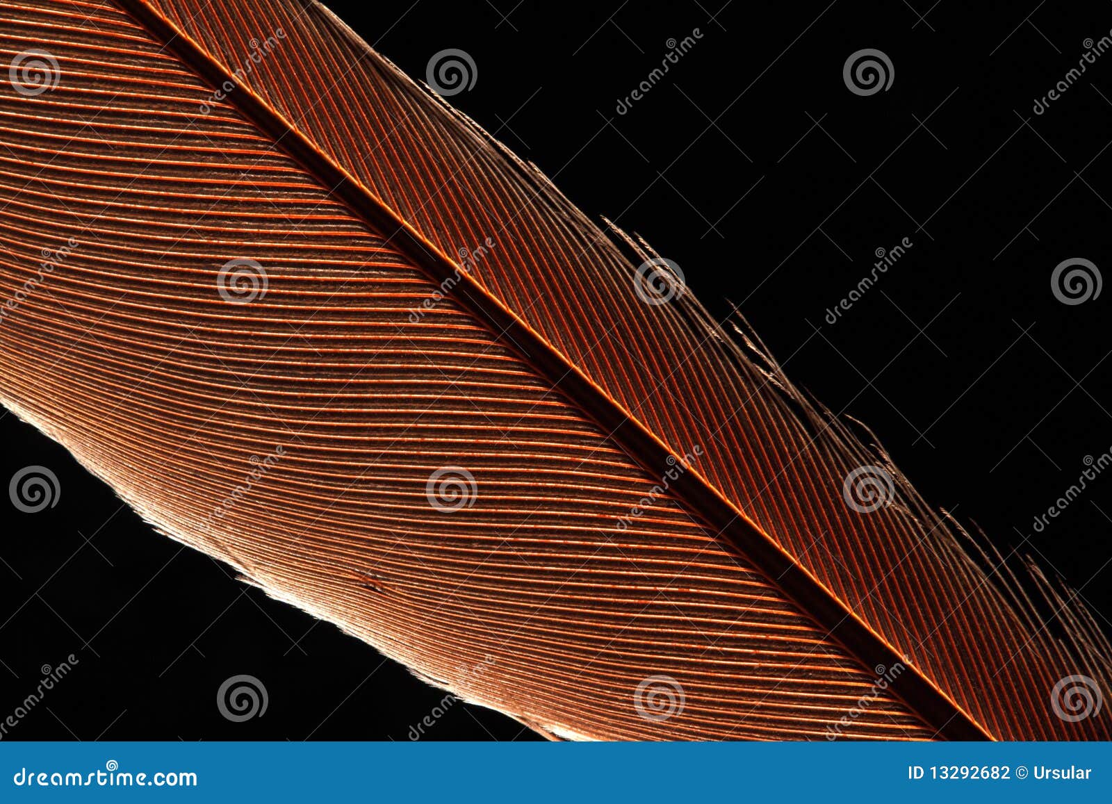 Single Cardinal Feather stock photo. Image of wildlife - 13292682
