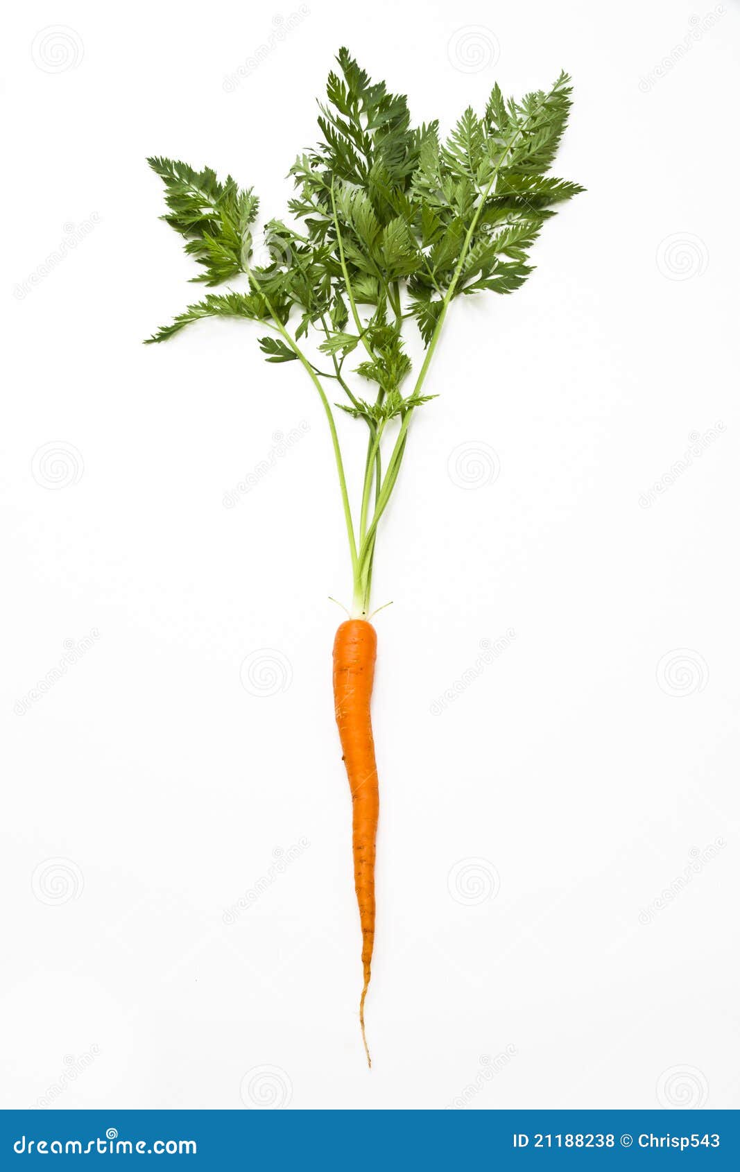 Single Carrot Images