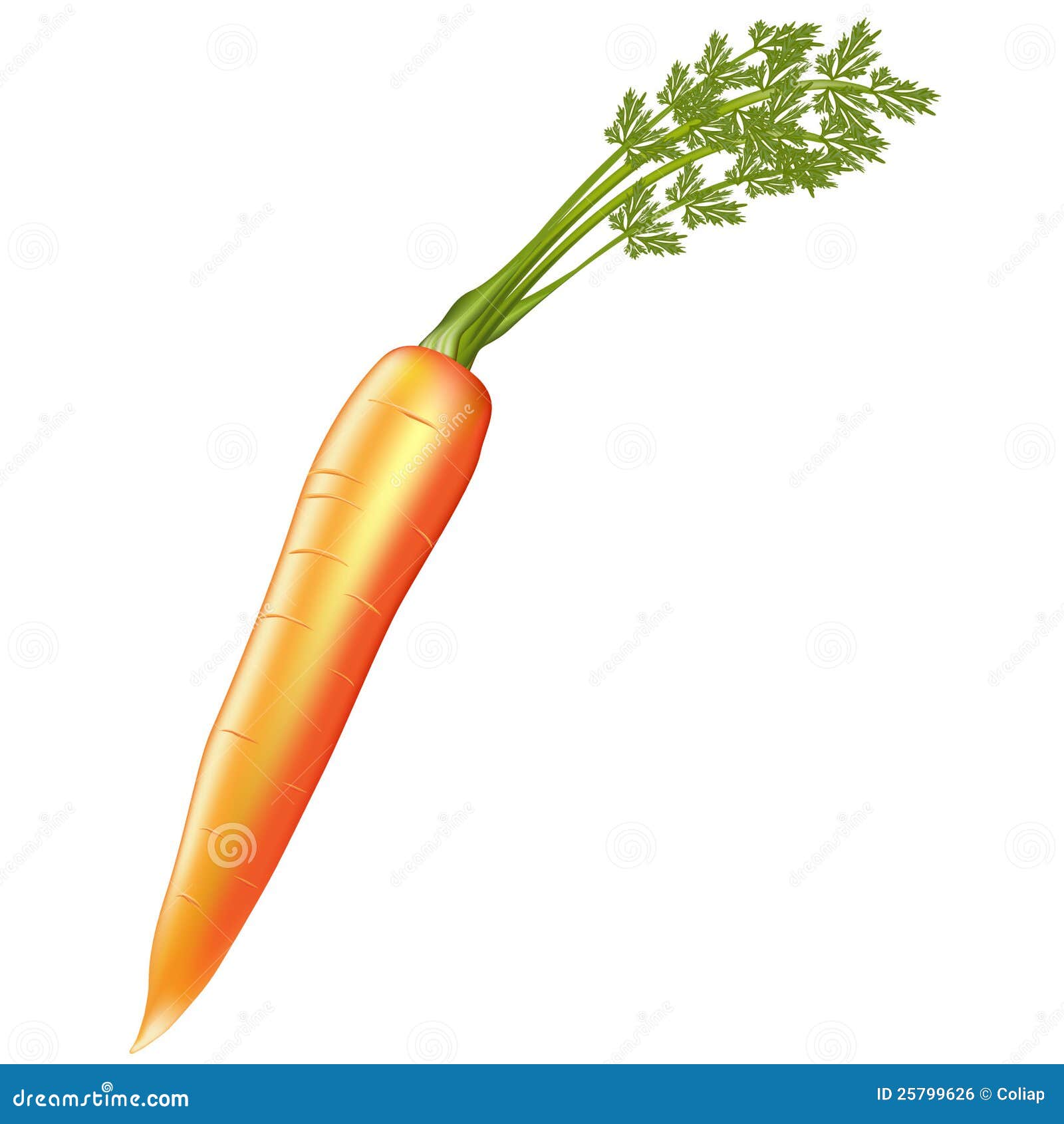 Single carrot stock vector. Illustration of dieting, diet - 25799626